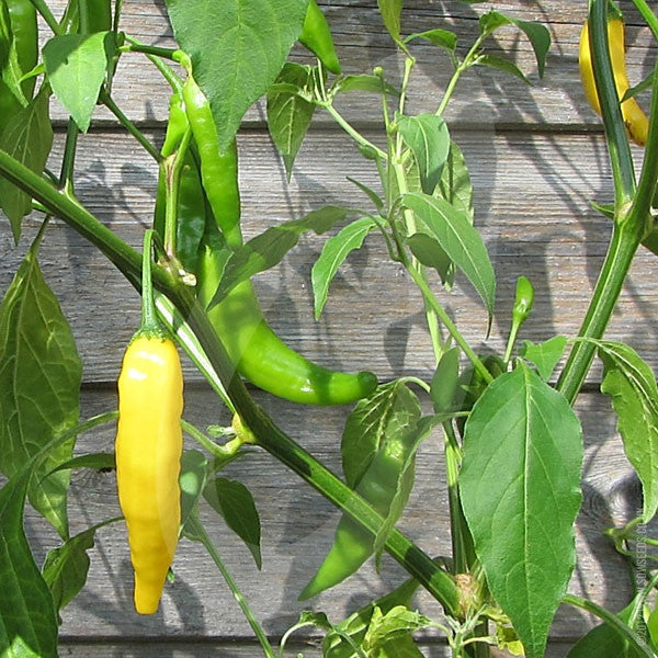 Chilli Pepper Lemon Drop Seeds | Quality Seeds from Sow Seeds Ltd