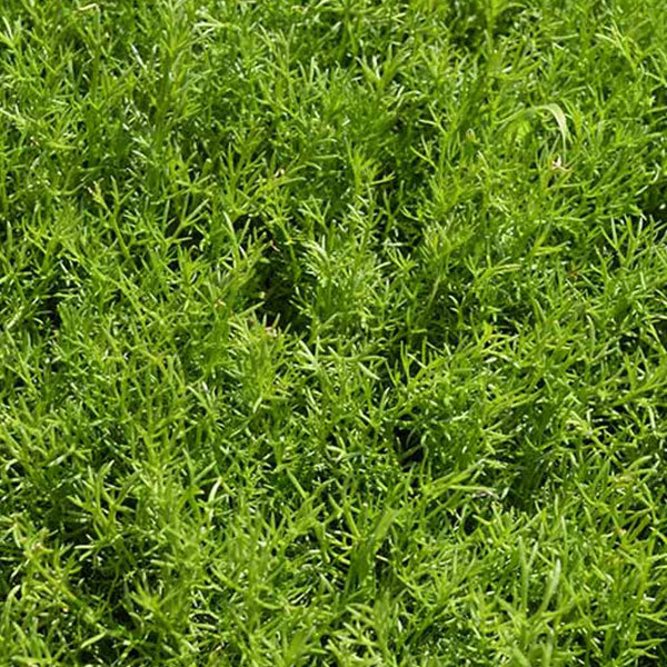 Chamomile lawn store