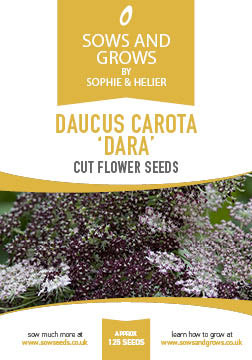 'The Biennials' Cut Flower Collection Box | Quality Seeds from Sow ...