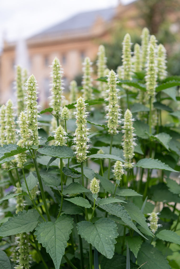 Agastache Rugosa 'Liquorice White' Cut Flower Seeds | Quality Seeds ...
