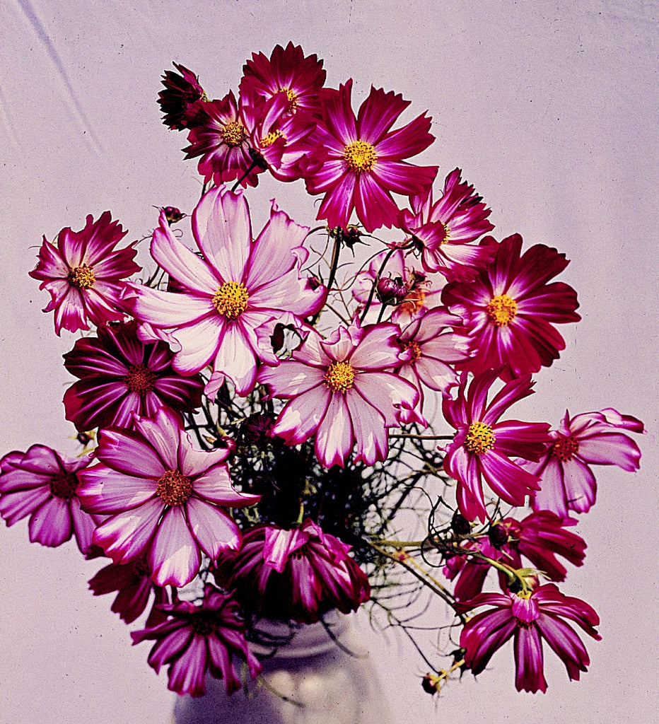 Cosmos Bipinnatus 'Candystripe' Cut Flower Seeds | Quality Seeds from ...