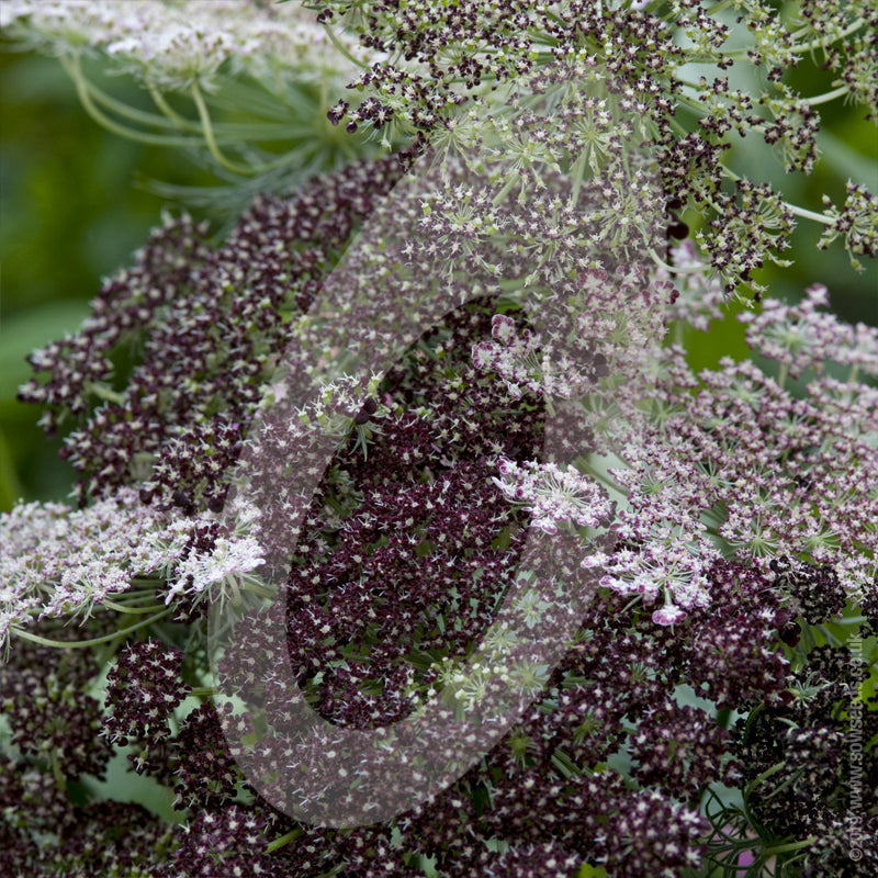 Daucus Carota 'Dara' Cut Flower Seeds | Quality Seeds from Sow Seeds Ltd