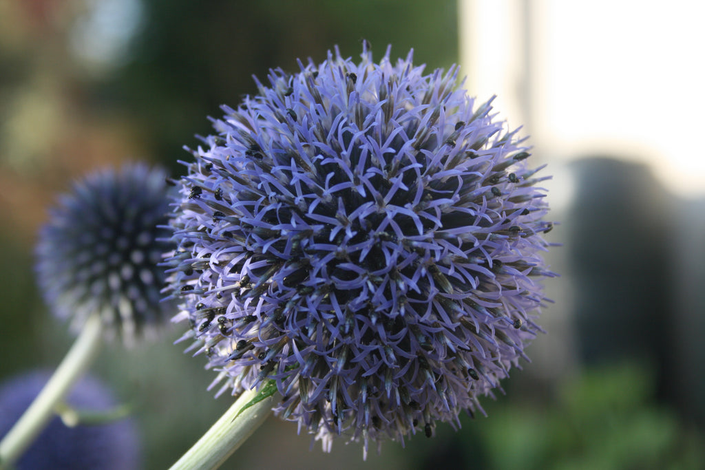 Echinops Ritro Cut Flower Seeds | Quality Seeds from Sow Seeds Ltd