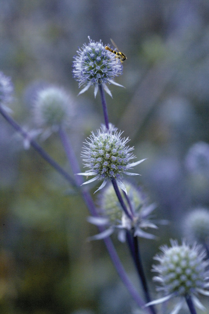 Eryngium 'Blue Glitter' Cut Flower Seeds | Quality Seeds from Sow Seeds Ltd