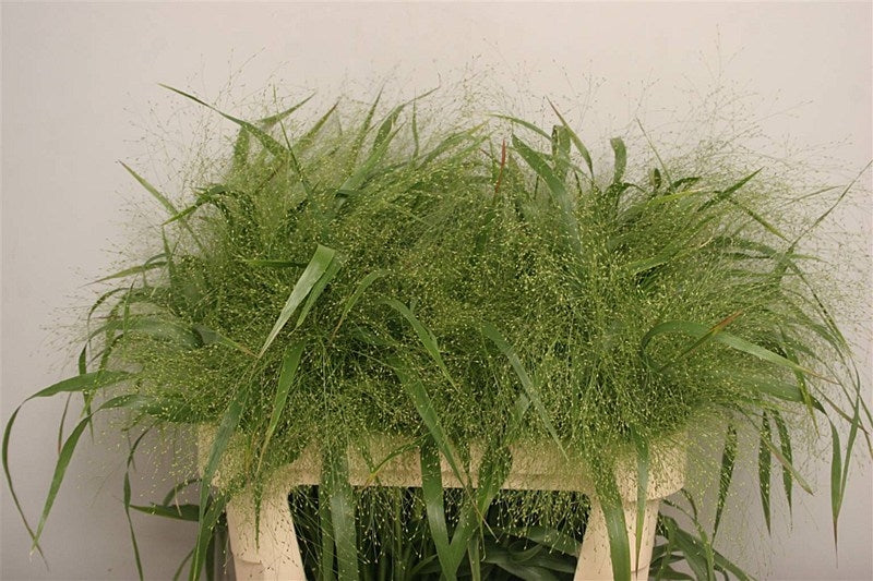 Panicum Virgatum Fontaine Cut Flower Seeds | Quality Seeds from Sow ...