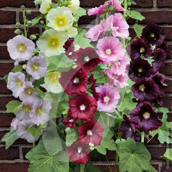 Alcea Rosea 'Hollyhocks Single Mixed' Cut Flower Seeds | Quality Seeds ...