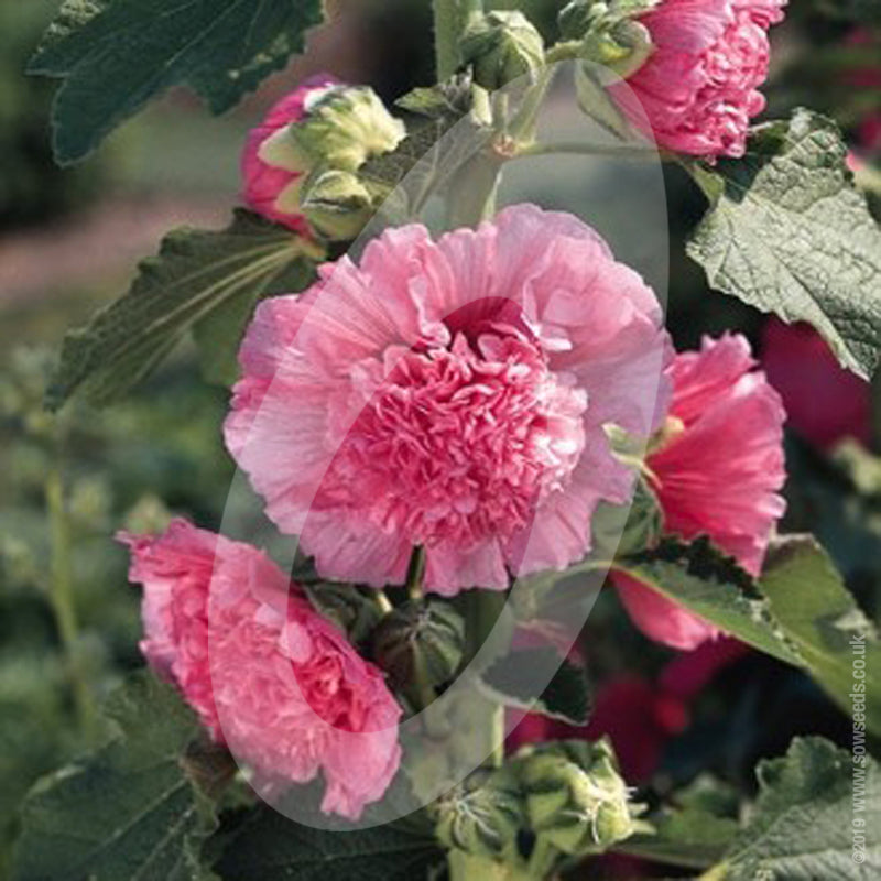 Alcea Rosea 'Hollyhocks Chater's Double Rose Pink' Cut Flower Seeds ...