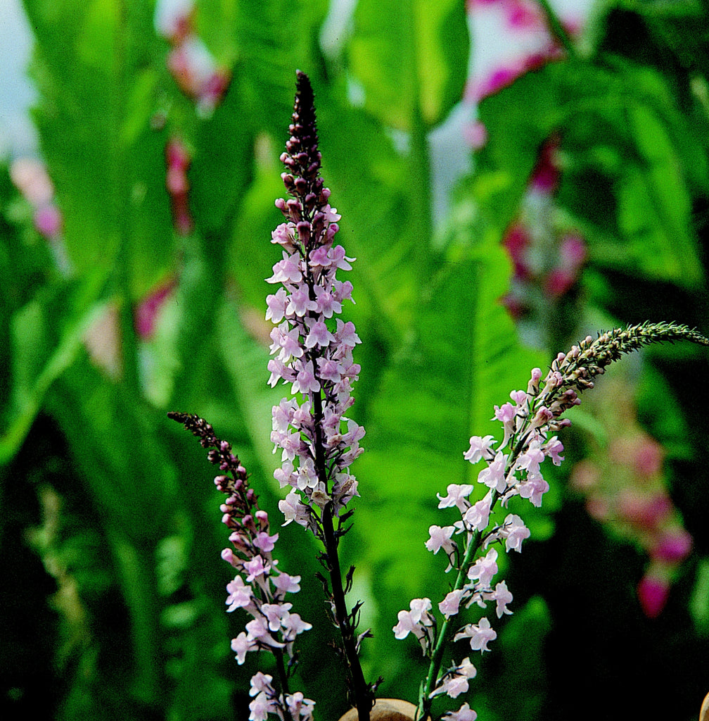 Linaria Purpurea “Canon Went” Cut Flower Seeds | Quality Seeds from Sow ...