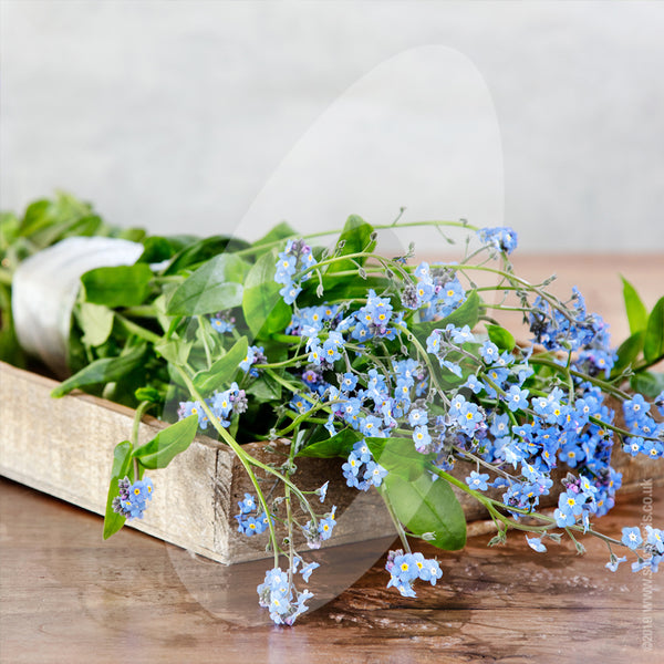 Myosotis Alpestris 'Blue Memory' Cut Flower Seeds | Quality Seeds from ...