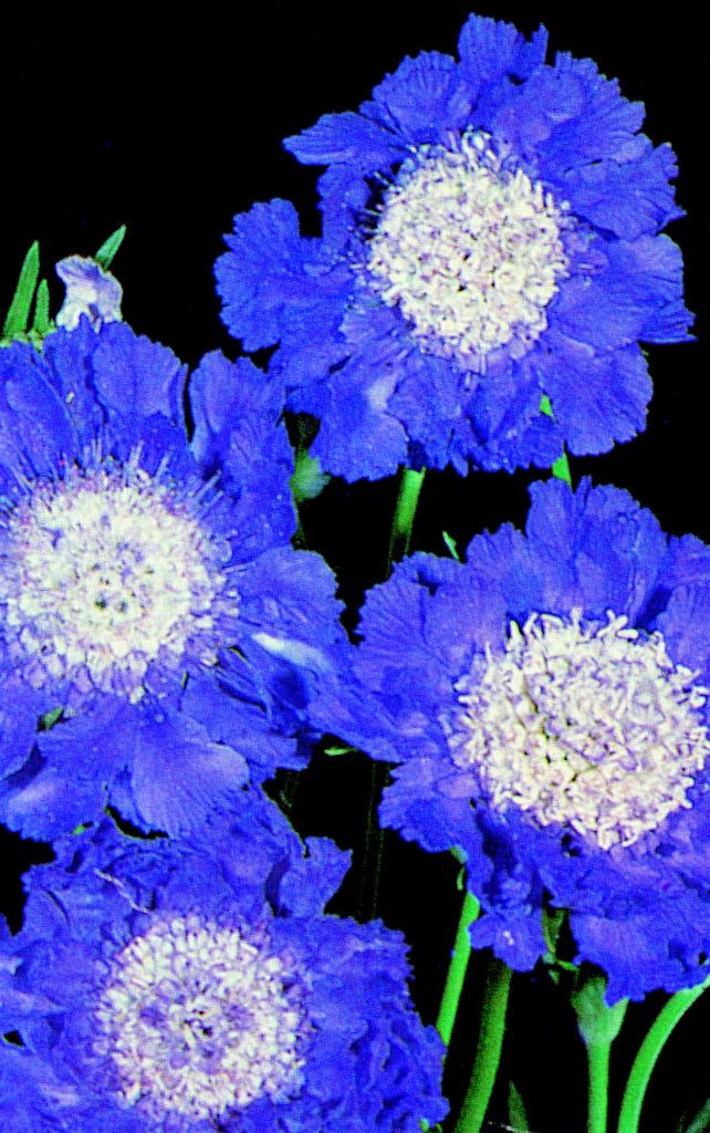 Scabiosa Caucasica 'Fama' Cut Flower Seeds | Quality Seeds from Sow ...