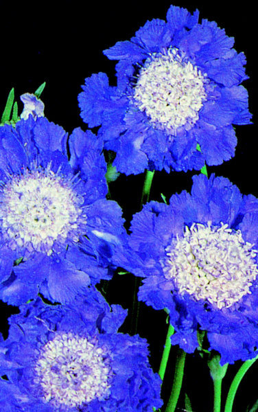Scabiosa Caucasica 'Fama' Cut Flower Seeds | Quality Seeds from Sow ...