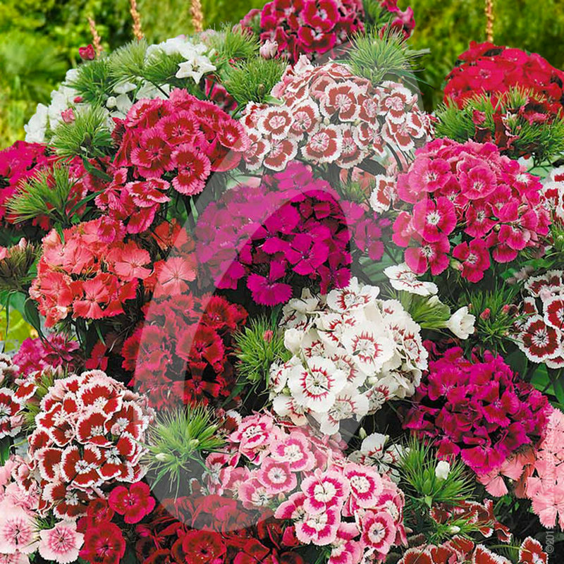 Dianthus Barbatus 'Sweet William Super Double Mixed' Cut Flower Seeds ...