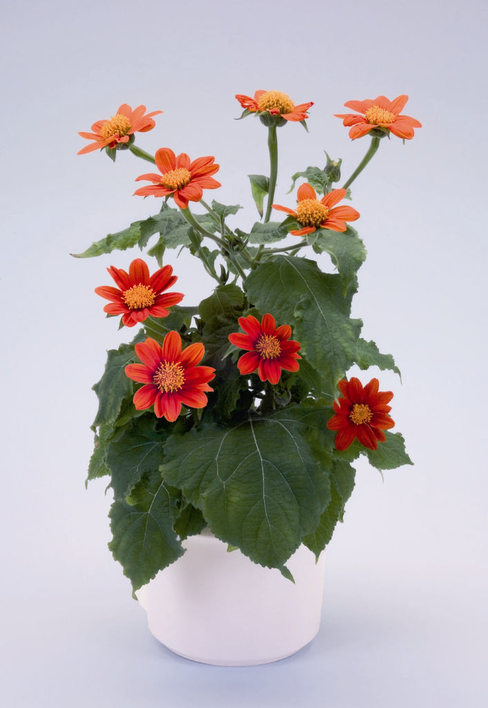 Tithonia Rotundifolia 'Fiesta Del Sol' Cut Flower Seeds | Quality Seeds ...