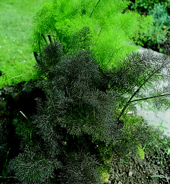 Foeniculum Vulgare 'Purpureum' Cut Flower Seeds | Quality Seeds from ...
