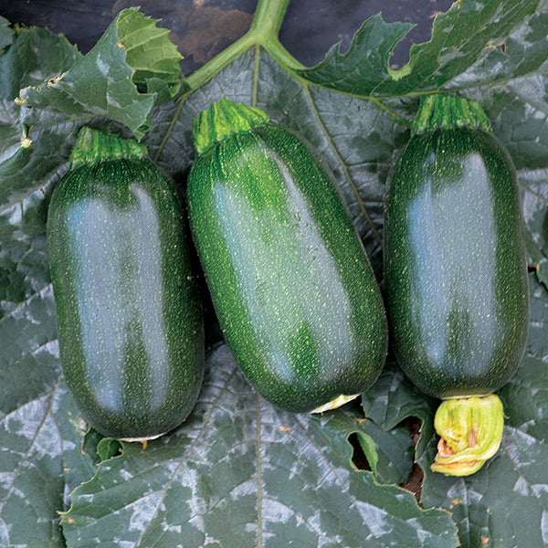 Courgette Green Griller F1 Seeds | Quality Seeds from Sow Seeds Ltd