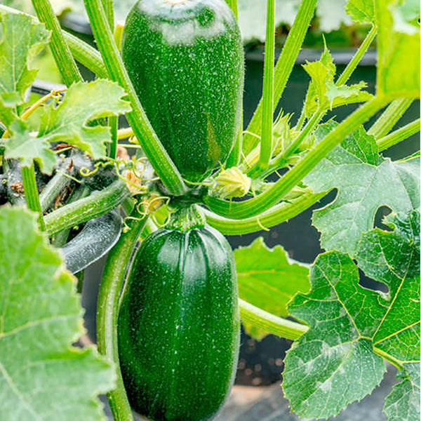 Courgette Green Griller F1 Seeds | Quality Seeds from Sow Seeds Ltd