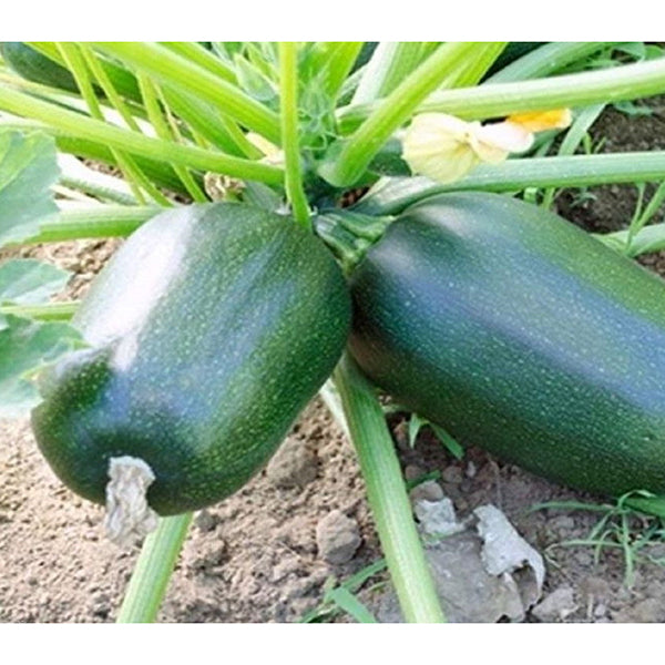 Courgette Green Griller F1 Seeds | Quality Seeds from Sow Seeds Ltd