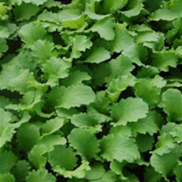 Mustard Green Wave Seeds | Quality Seeds from Sow Seeds Ltd
