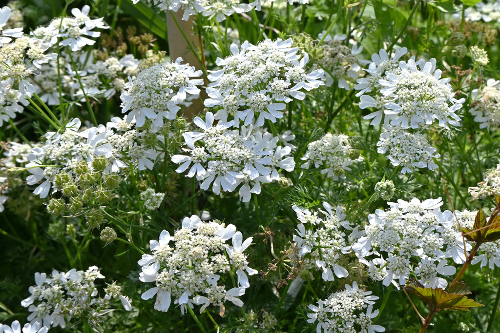 Orlaya Grandiflora Cut Flower Seeds | Quality Seeds from Sow Seeds Ltd