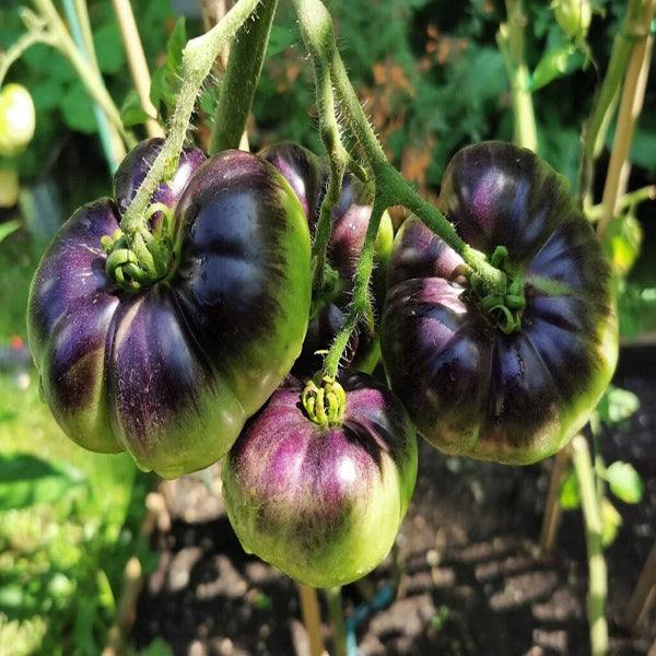 Tomato Indigo Blue Beauty Seeds | Quality Seeds from Sow Seeds Ltd