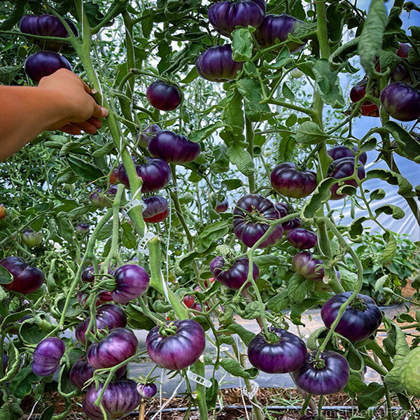 Tomato Indigo Blue Beauty Seeds | Quality Seeds from Sow Seeds Ltd