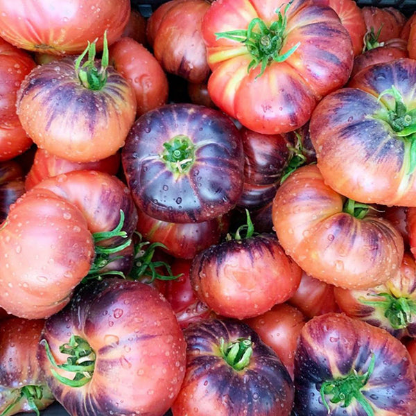 Tomato Indigo Blue Beauty Seeds | Quality Seeds from Sow Seeds Ltd
