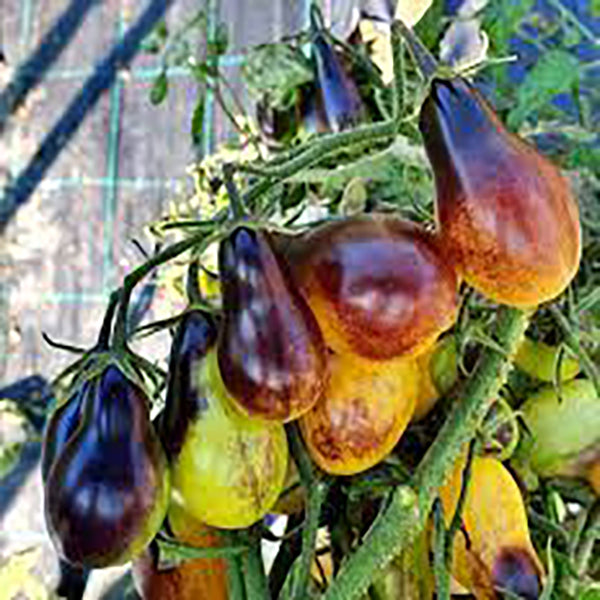 Tomato Indigo Pear Drops Seeds | Quality Seeds from Sow Seeds Ltd