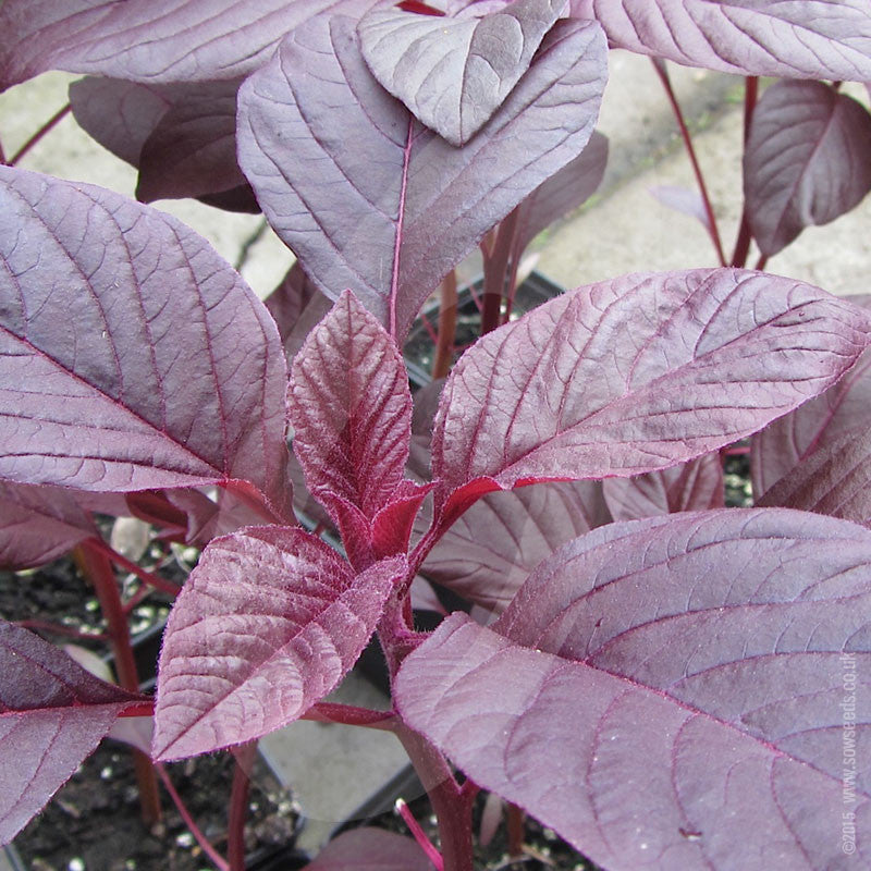 Amaranth Red Seeds | Quality Seeds from Sow Seeds Ltd