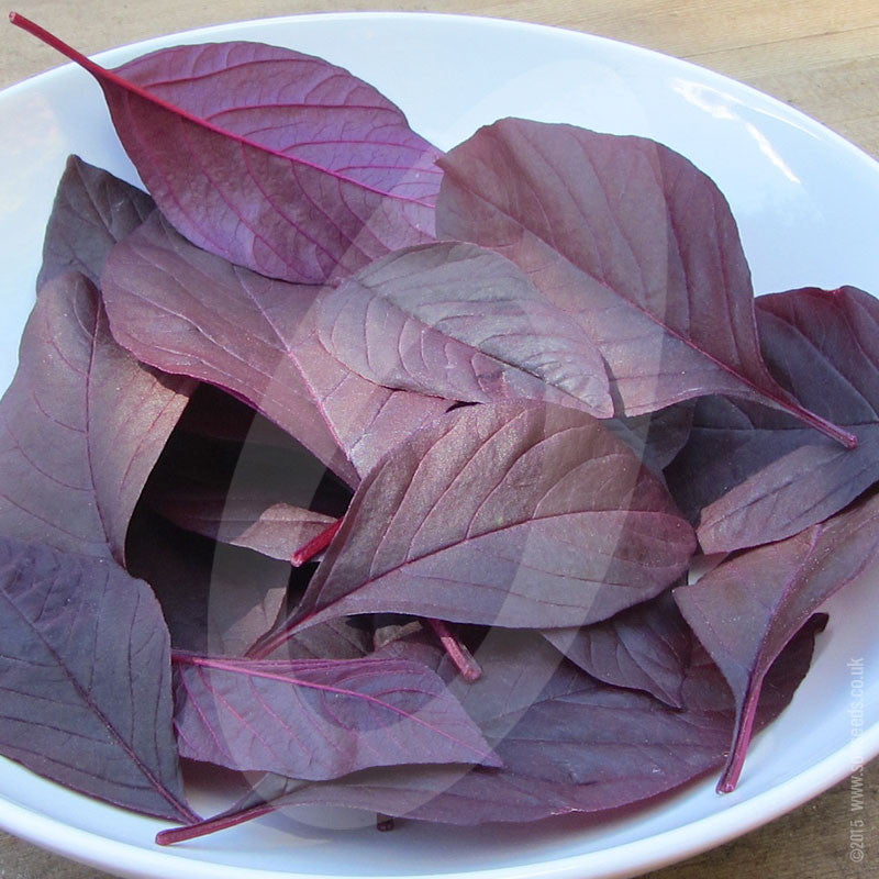 Amaranth Red Seeds | Quality Seeds from Sow Seeds Ltd