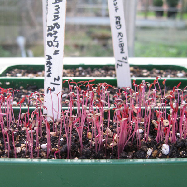 Amaranth Red Army Microgreens Seeds | Quality Seeds from Sow Seeds Ltd