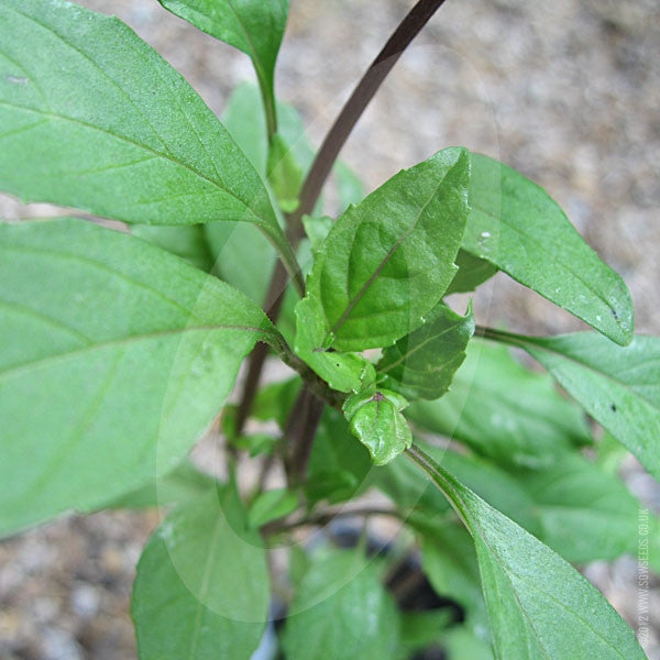 Herb Basil Sweet Thai Seeds | Quality Seeds from Sow Seeds Ltd
