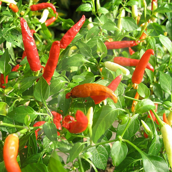 Fire Red Chile Pepper Plant Hishtil | Capsicum Hot 'Fire Flame'