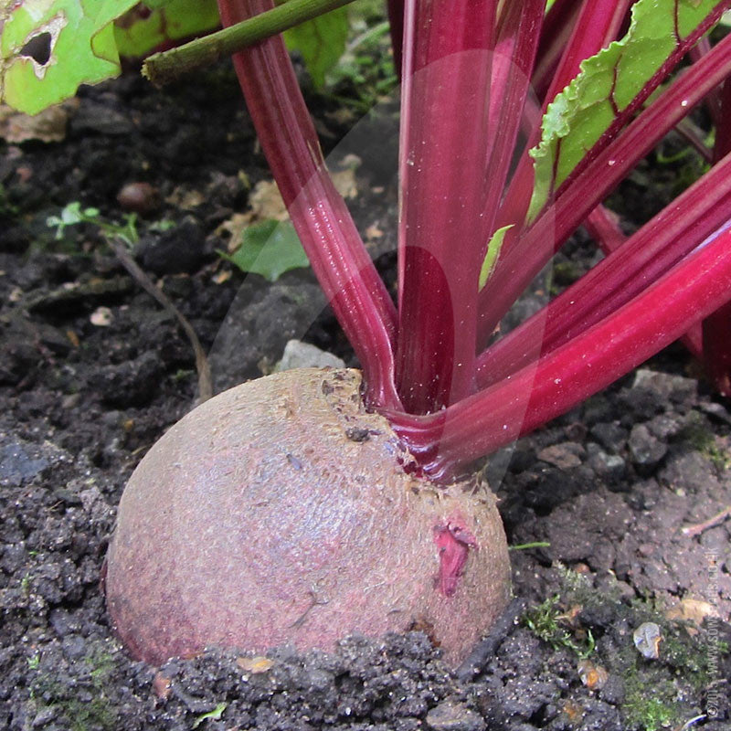 Beetroot Boltardy Seeds (AGM) | Quality Seeds from Sow Seeds Ltd