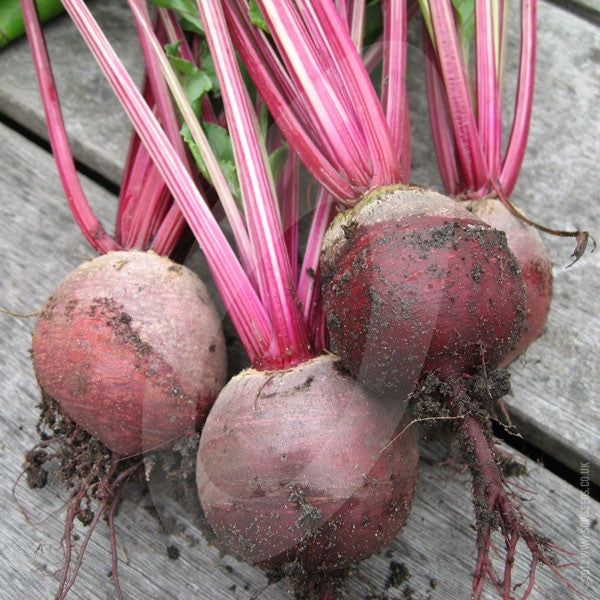 Beetroot Boltardy Seeds (AGM) | Quality Seeds from Sow Seeds Ltd