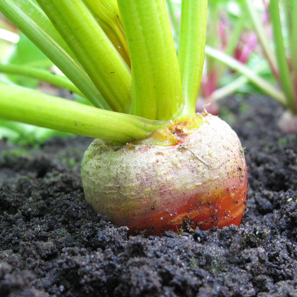 Beetroot Burpees Golden Seeds | Quality Seeds from Sow Seeds Ltd