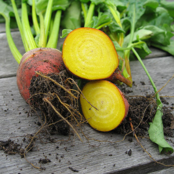 Beetroot Burpees Golden Seeds | Quality Seeds from Sow Seeds Ltd