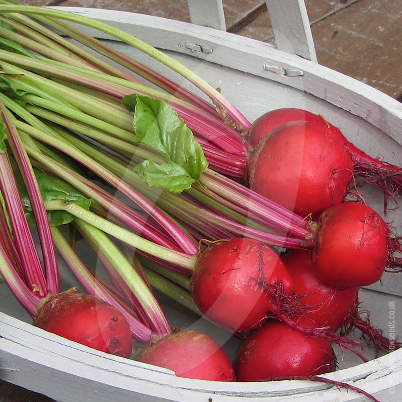 Beetroot Chioggia Seeds | Quality Seeds from Sow Seeds Ltd