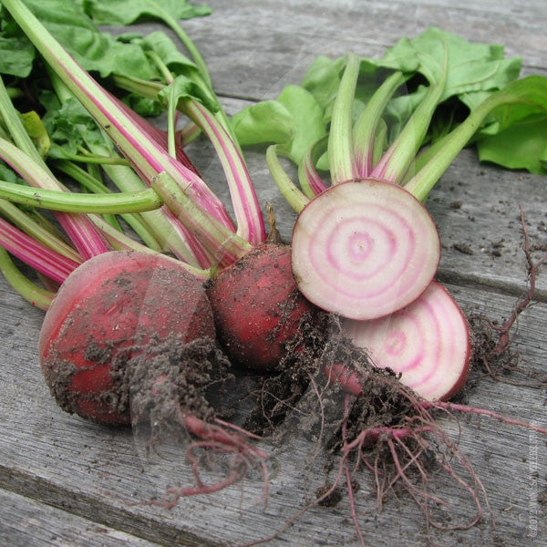 Beetroot Chioggia Seeds | Quality Seeds from Sow Seeds Ltd