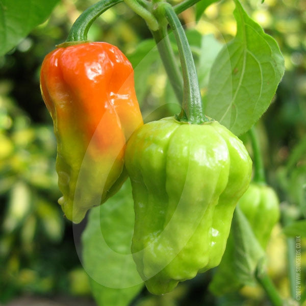 Chilli Pepper Bhut Jolokia (Ghost) Seeds | Quality Seeds from Sow Seeds Ltd