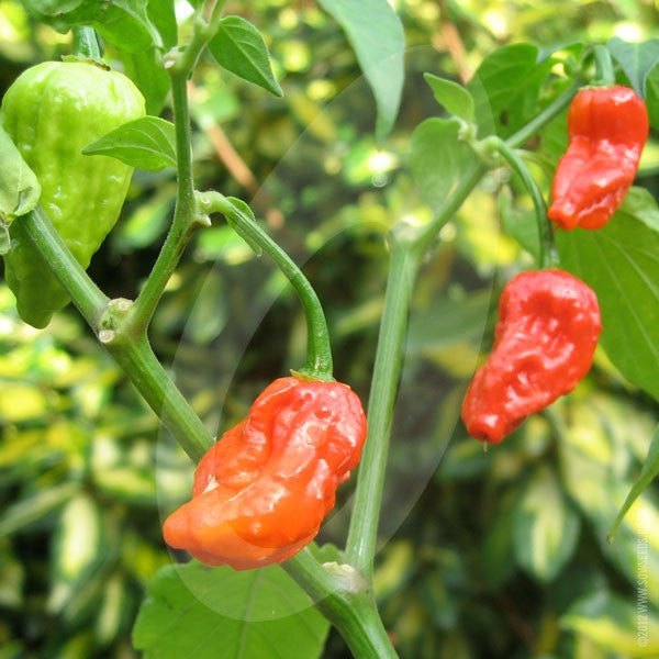 Chilli Pepper Bhut Jolokia (Ghost) Seeds | Quality Seeds from Sow Seeds Ltd