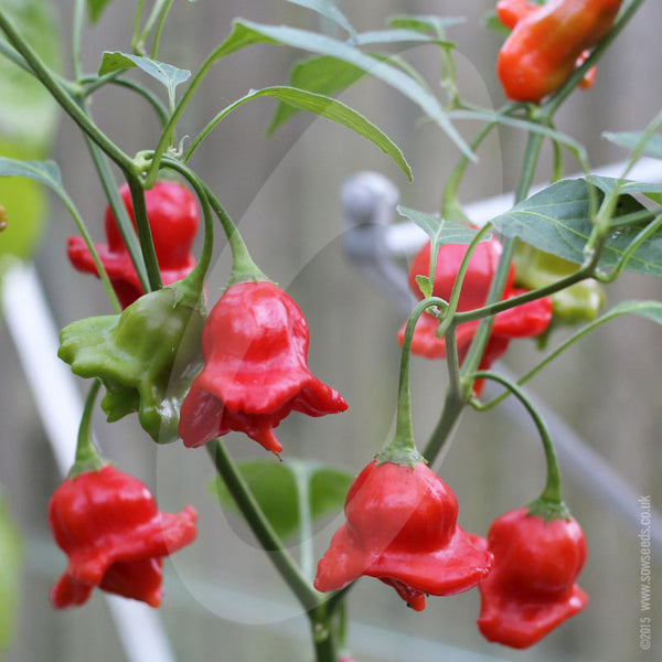 Chilli Pepper Bishops Crown Seeds | Quality Seeds from Sow Seeds Ltd