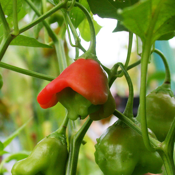 Chilli Pepper Bishops Crown Seeds | Quality Seeds from Sow Seeds Ltd