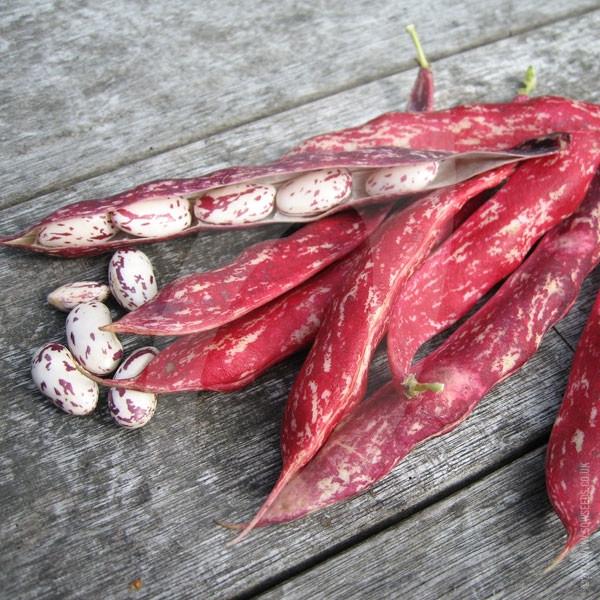 Borlotti Bean Tintoretto Seeds | Quality Seeds from Sow Seeds Ltd