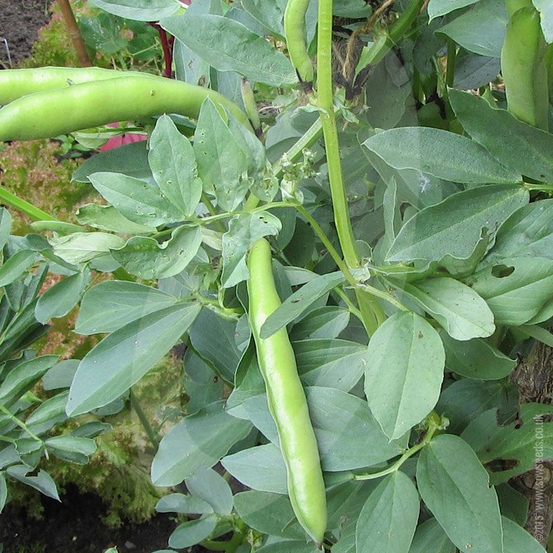 Broad Bean Aquadulce Claudia Seeds (AGM) | Quality Seeds from Sow Seeds Ltd