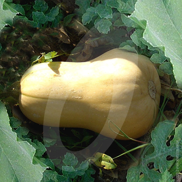 Butternut Squash Hunter F1 Seeds | Quality Seeds from Sow Seeds Ltd