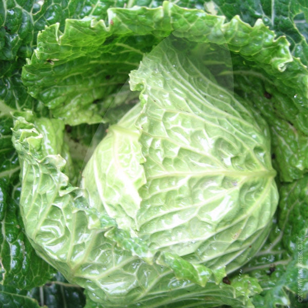Cabbage Winter Tundra F1 Seeds (AGM) | Quality Seeds from Sow Seeds Ltd