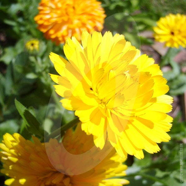 Calendula Art Shades Mixed Cut Flower Seeds | Quality Seeds from Sow ...