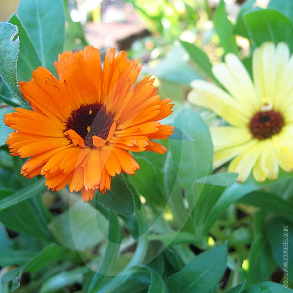 Calendula Art Shades Mixed Cut Flower Seeds | Quality Seeds from Sow ...