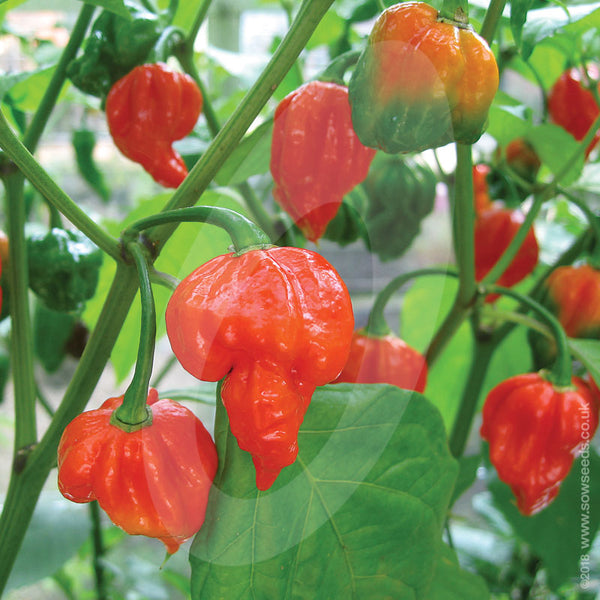 Chilli Pepper Carolina Reaper Seeds | Quality Seeds from Sow Seeds Ltd