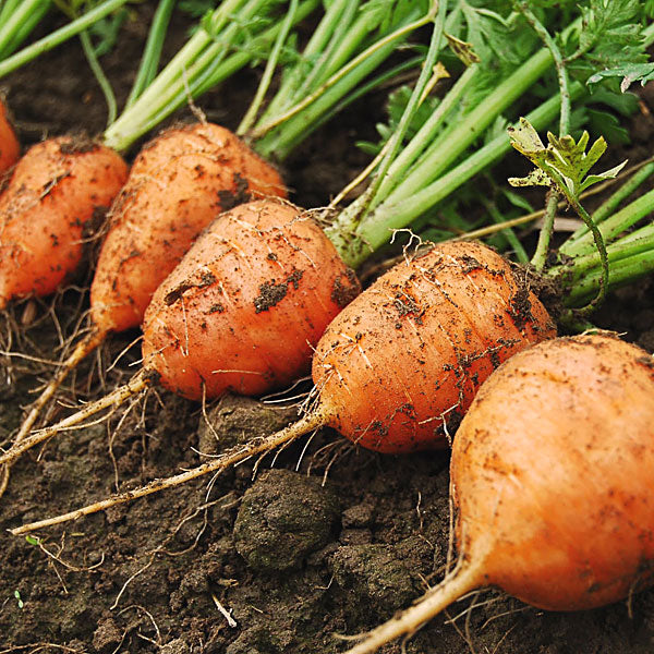 Carrot Paris Market Atlas Seeds | Quality Seeds from Sow Seeds Ltd